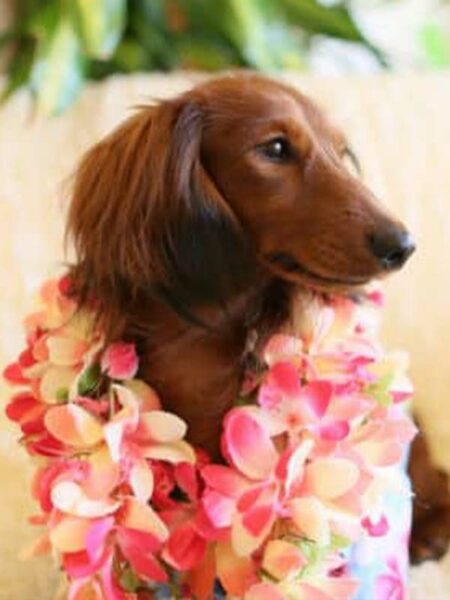 Park and Field Chicago | Venue, Restaurant & Beer Bar – Party Spaces ...